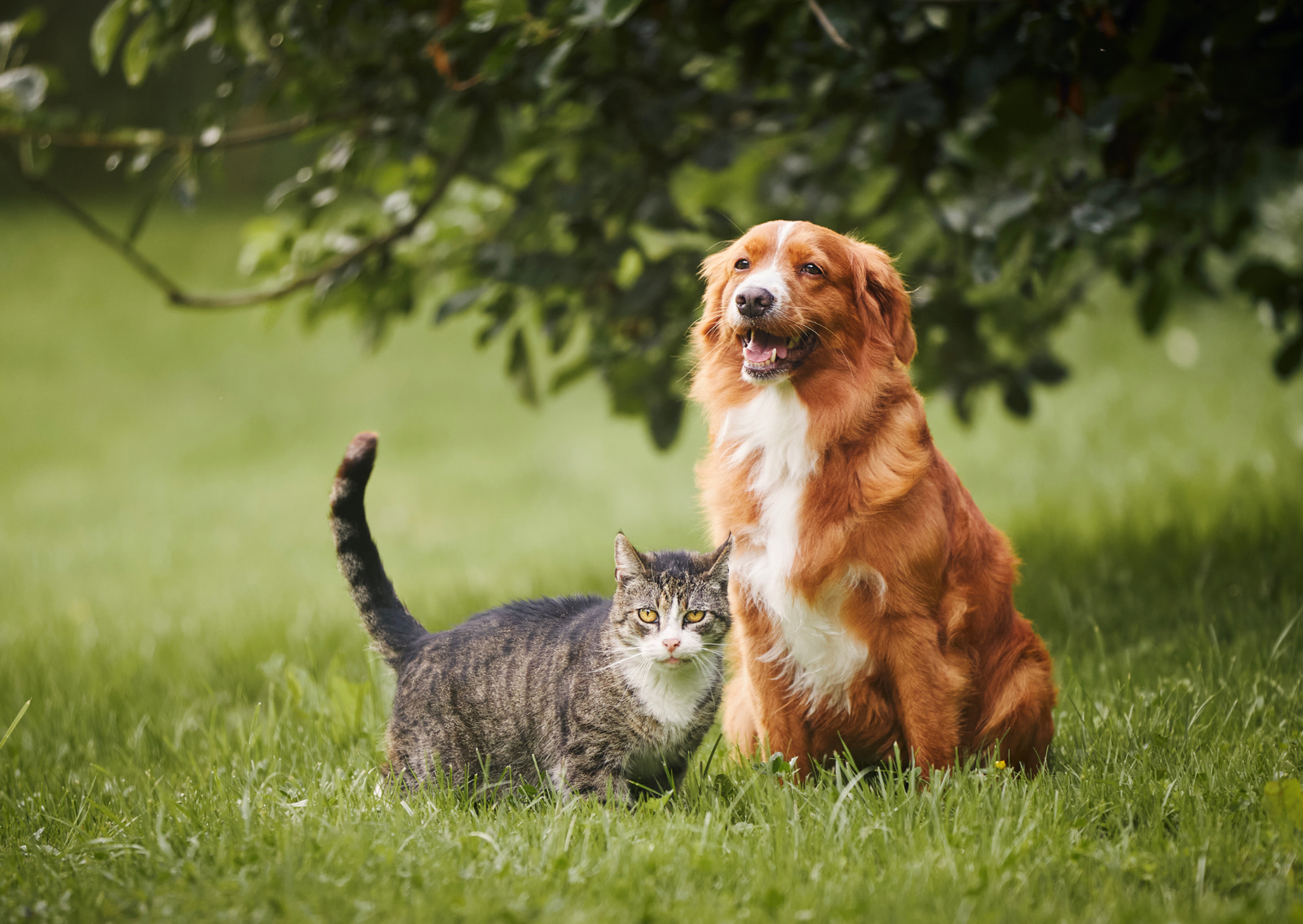 Home - Institute for Animal Ethics